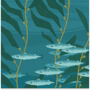 About Kelp | Ecological & Climate Value of Kelp Forests