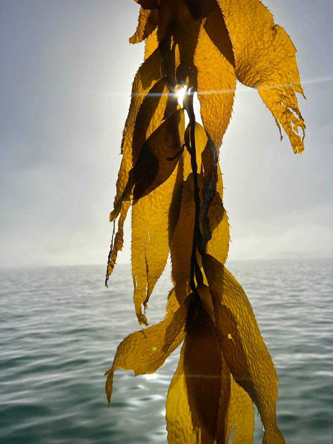 Kelp Forest Foundation | Unlocking the power of kelp