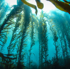 What We Do | Kelp Forest Research, Restoration & Value Creation